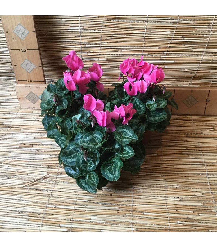 Mini Cyclamen